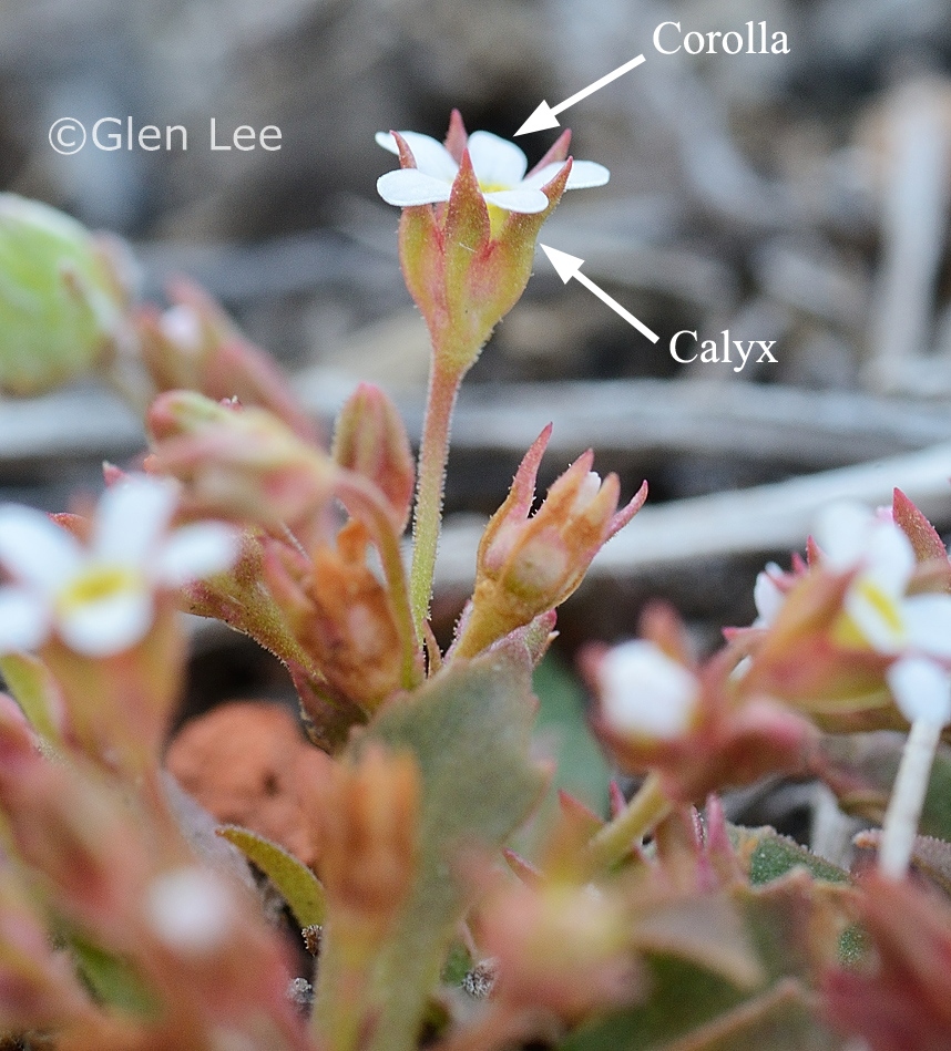 Androsace septentrionalis photos Saskatchewan Wildflowers
