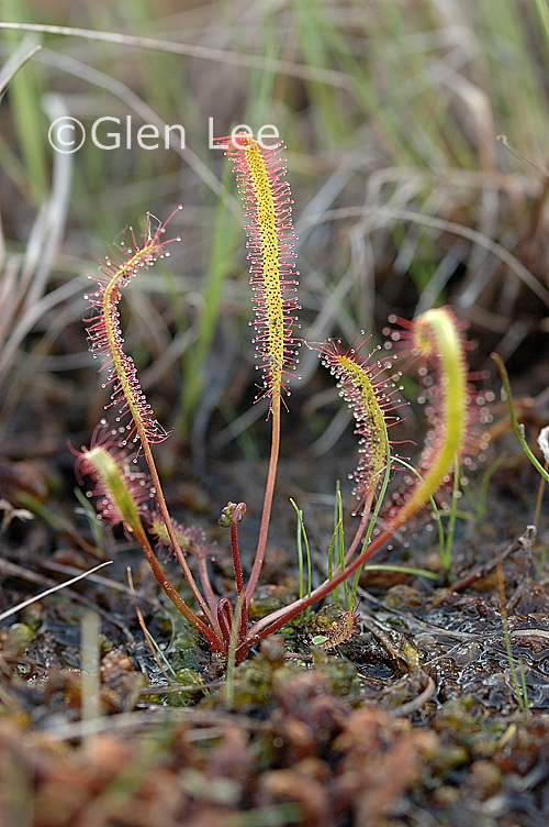 Drosera linearis photos Saskatchewan Wildflowers