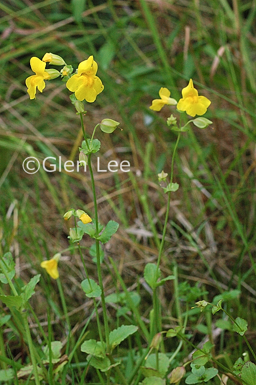 Mimulus guttatus photos Saskatchewan Wildflowers