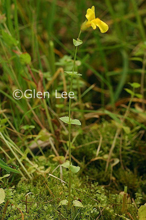 Mimulus guttatus photos Saskatchewan Wildflowers