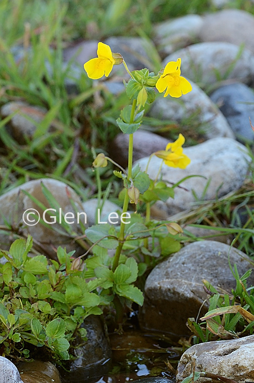 Mimulus guttatus photos Saskatchewan Wildflowers