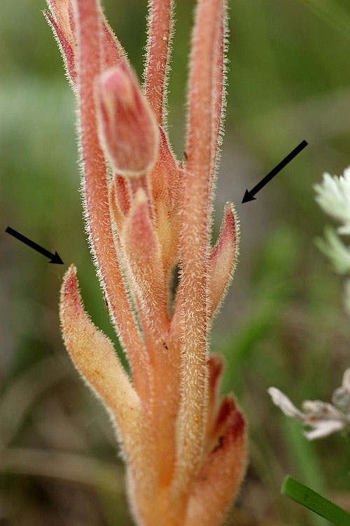 Orobanche fasciculata photos Saskatchewan Wildflowers